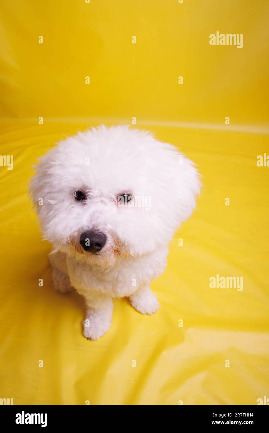 Bichon Frise dog posing in photography studio Stock Photo - Alamy