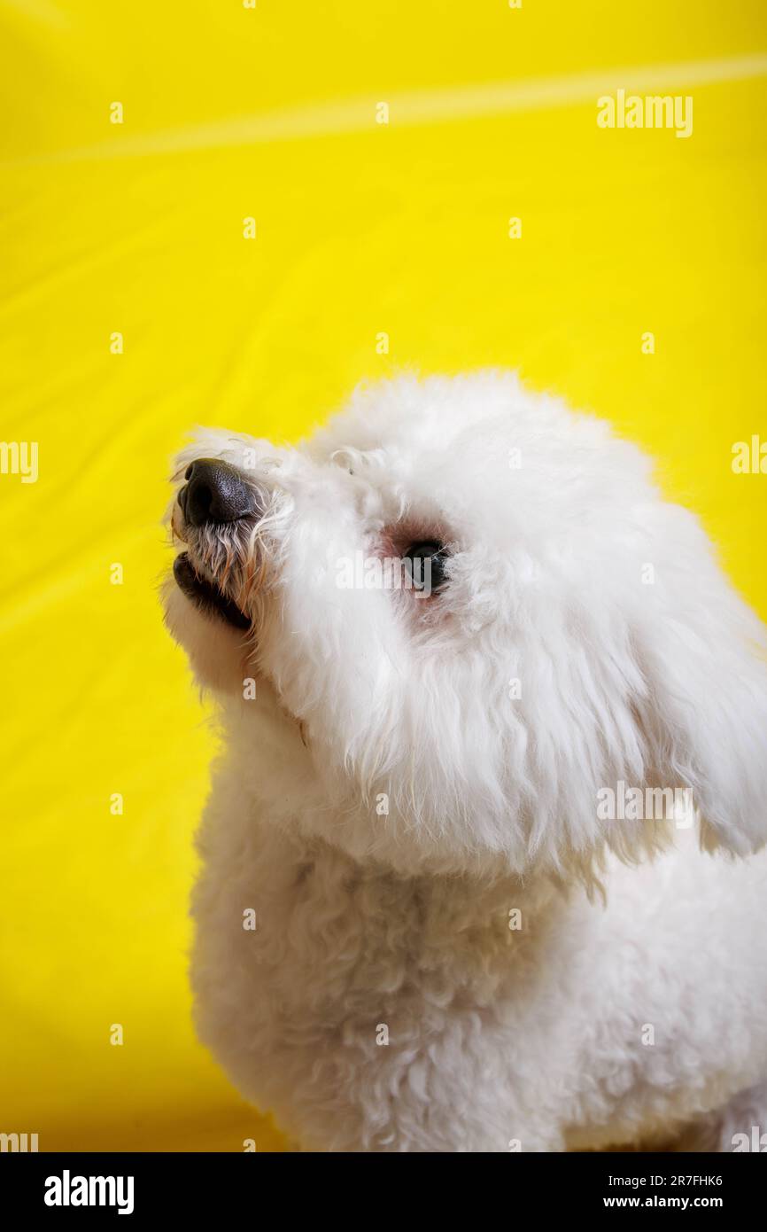 Bichon Frise dog posing in photography studio Stock Photo - Alamy