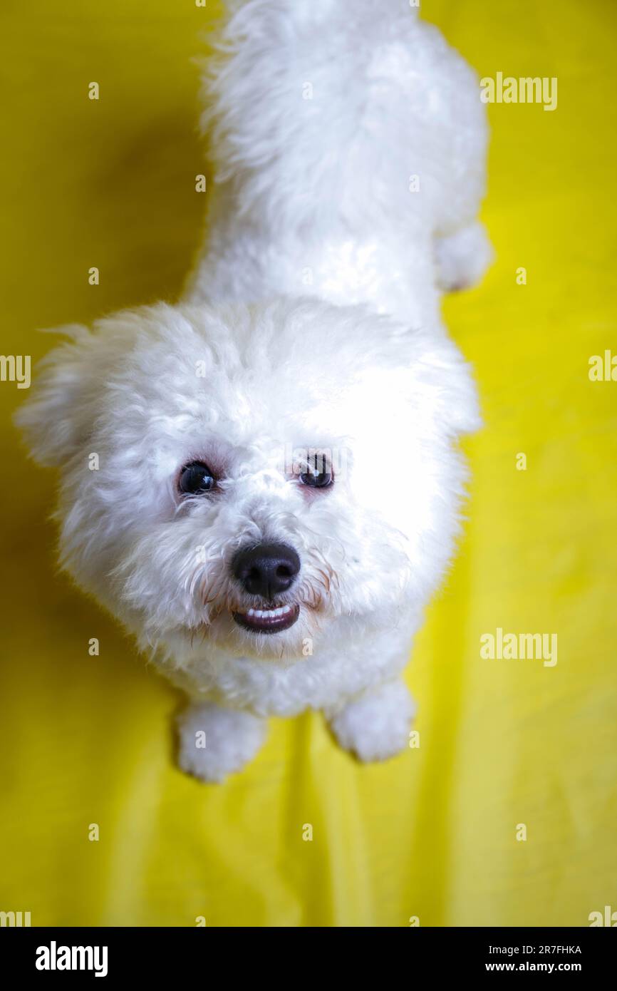 Bichon Frise dog posing in photography studio Stock Photo - Alamy