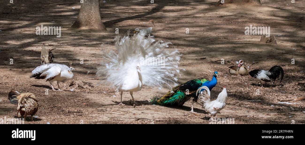 White Peafowls, Indian Blue Peafowls (Pavo cristatus) and chicken ...