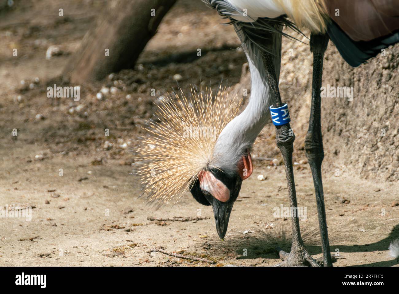 Grey crowned crane (balearica regulorum) head with long neck on sandy ...