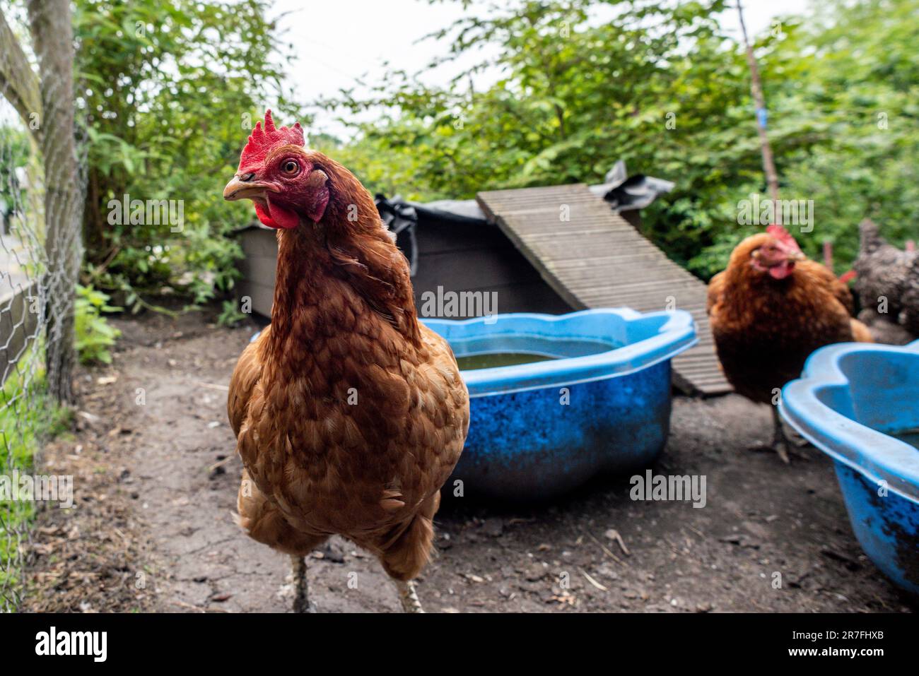 River chickens hi-res stock photography and images - Alamy