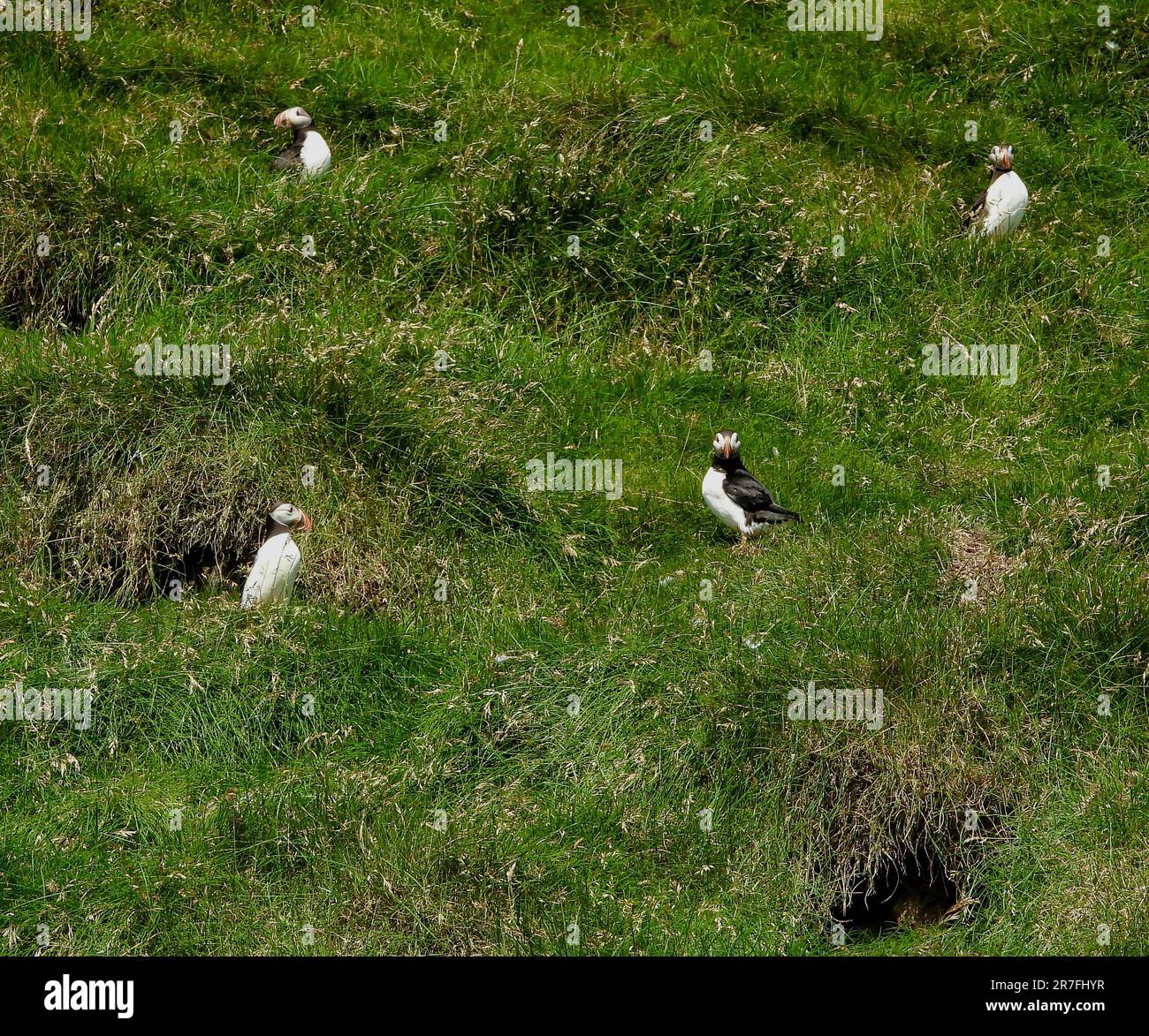 A group of Atlantic Puffin birds perched atop a vibrant green meadow ...