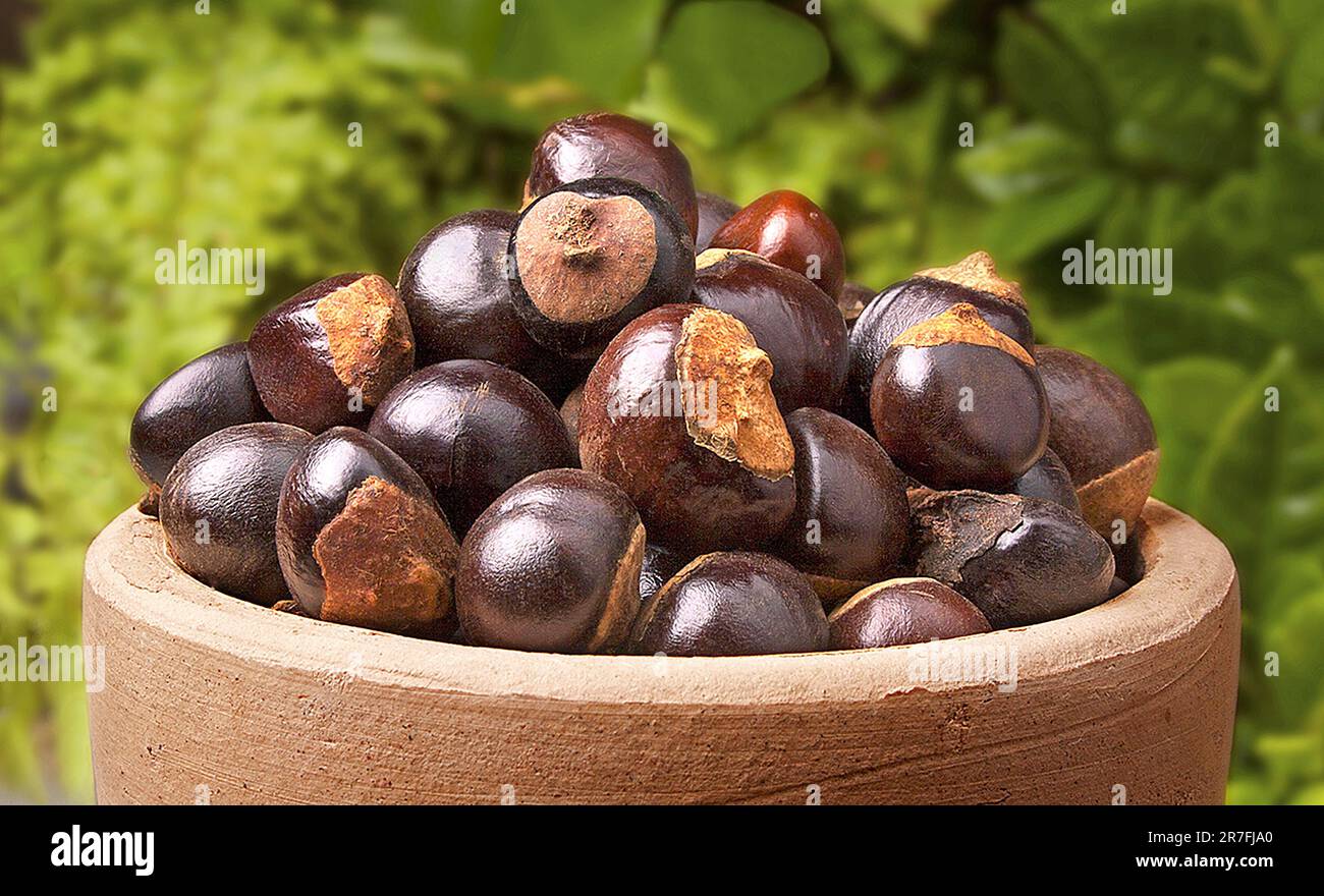 The Guaraná fruit originates from the Amazon. Found in Brazil, Peru ...