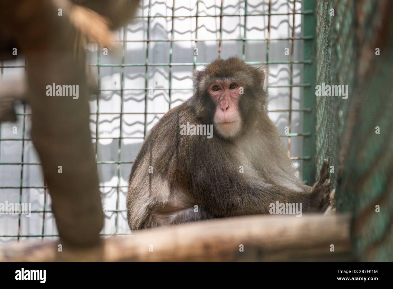 Macaque monkey behind metal fence and looking forward in zoo close-up ...