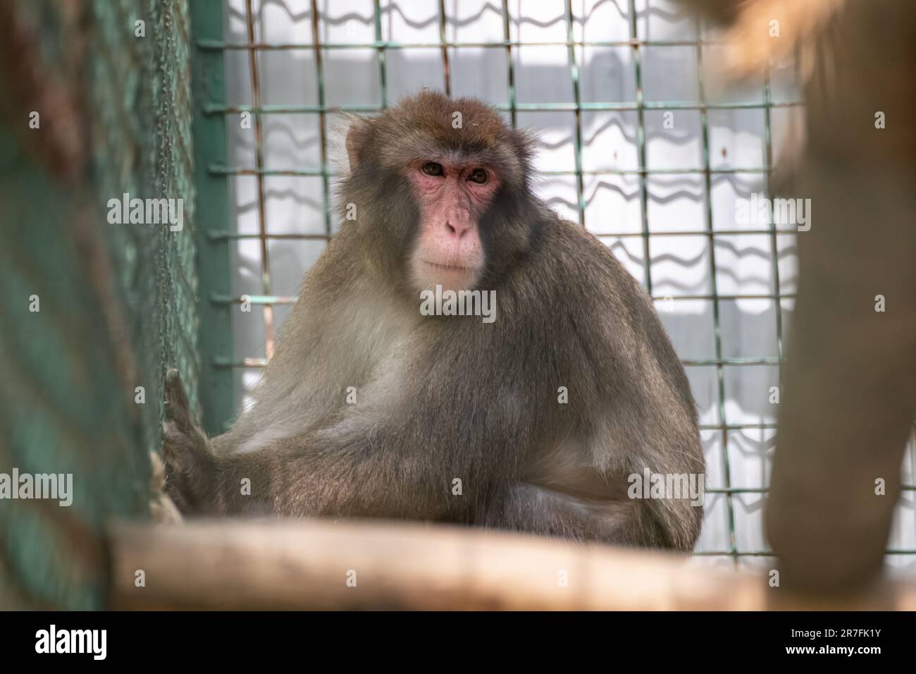 Macaque monkey behind metal fence and looking forward in zoo close-up ...