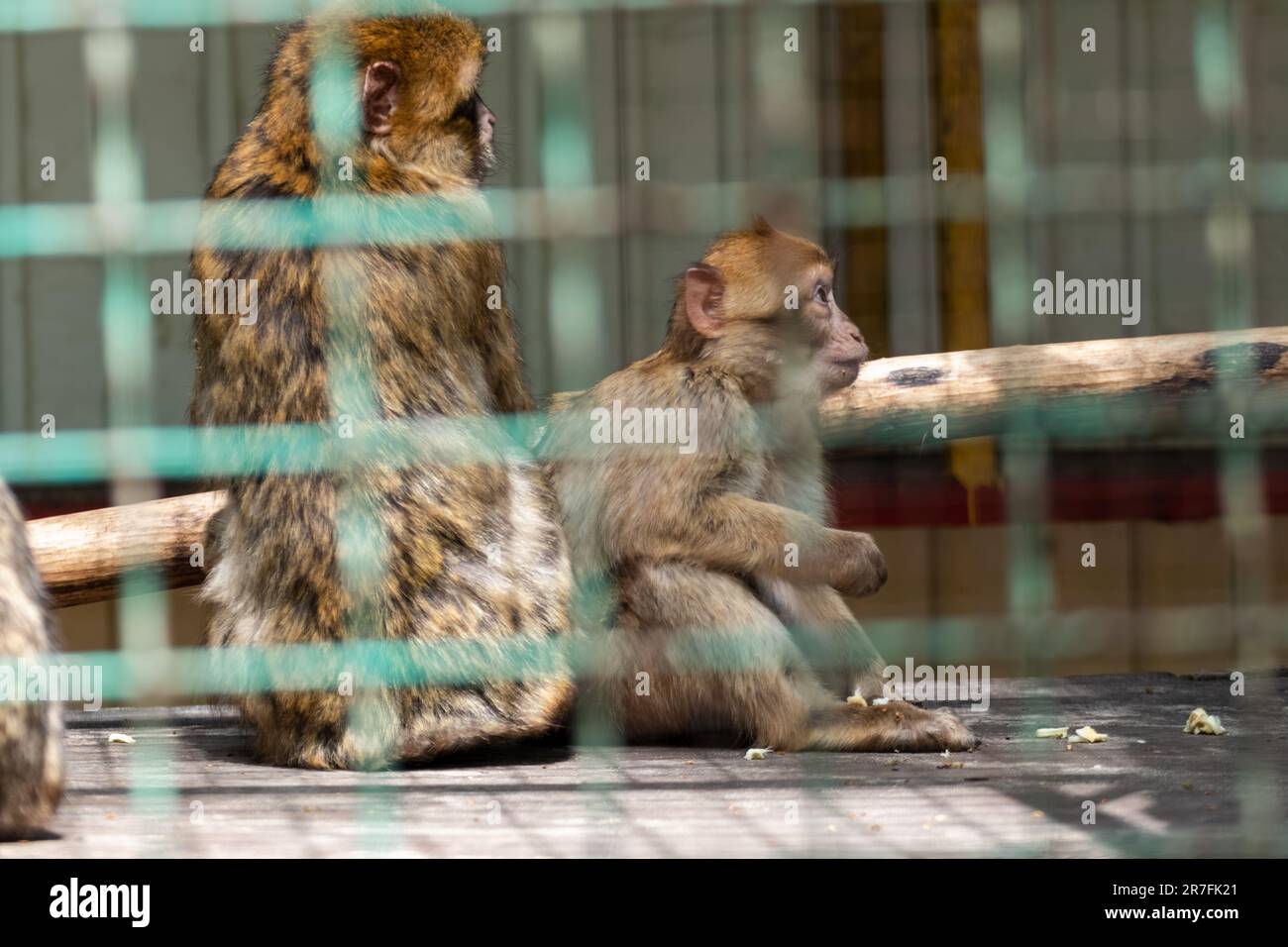 Macaque monkeys eating behind metal fence in zoo, close-up sad portrait ...