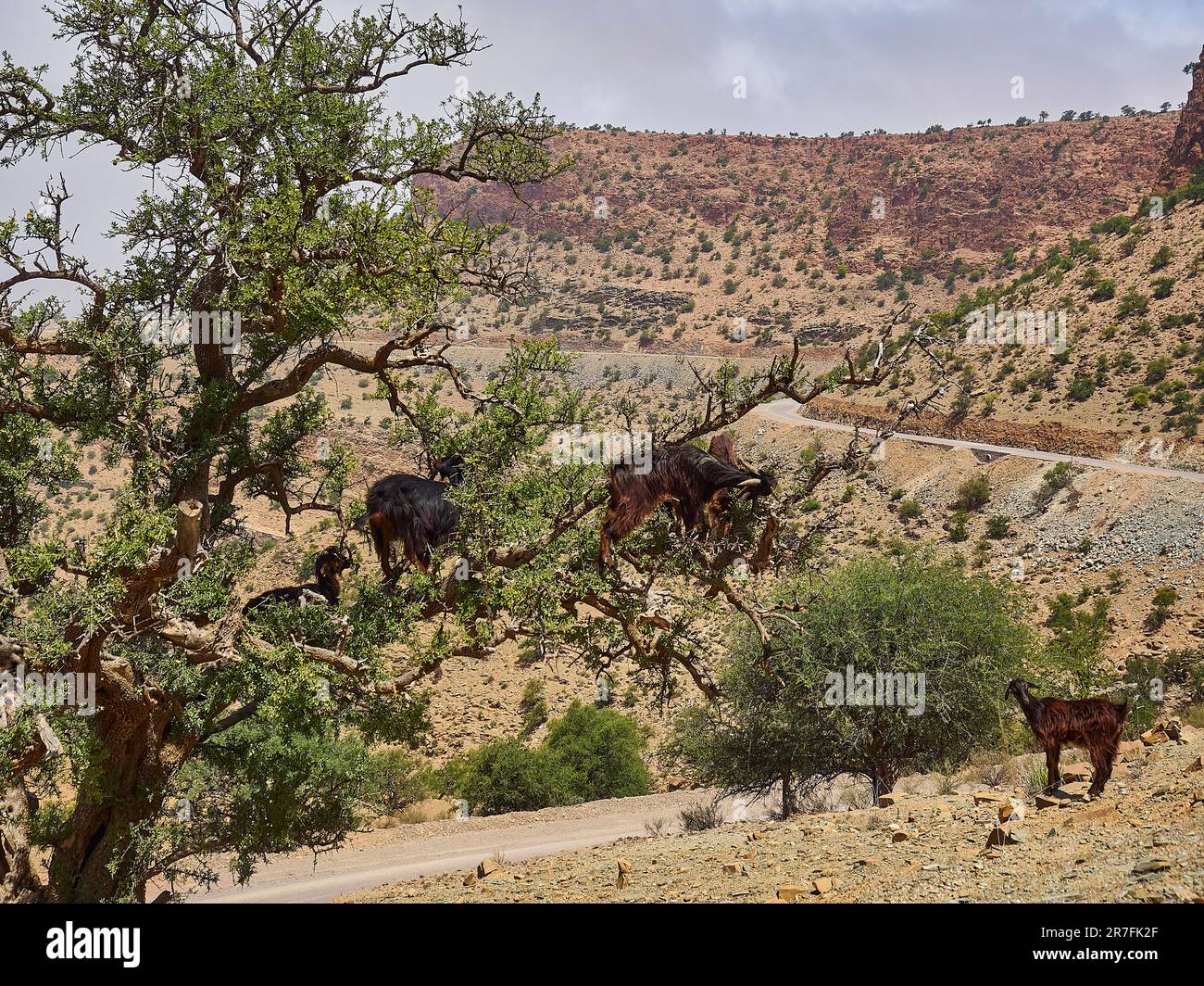 goats standing and climbing in a argan oil tree and feeding from the ...