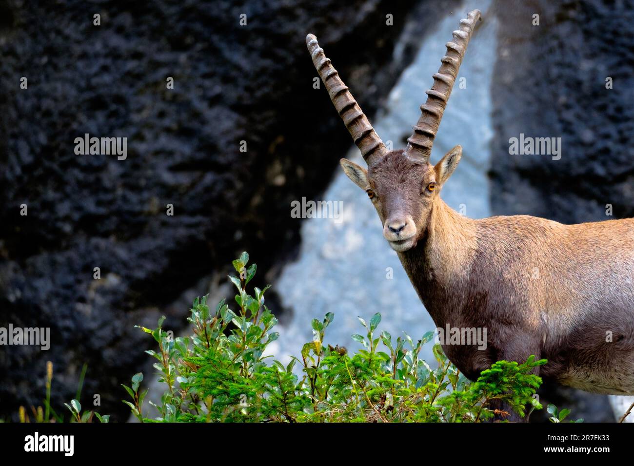 Steinbock gesicht hi-res stock photography and images - Alamy