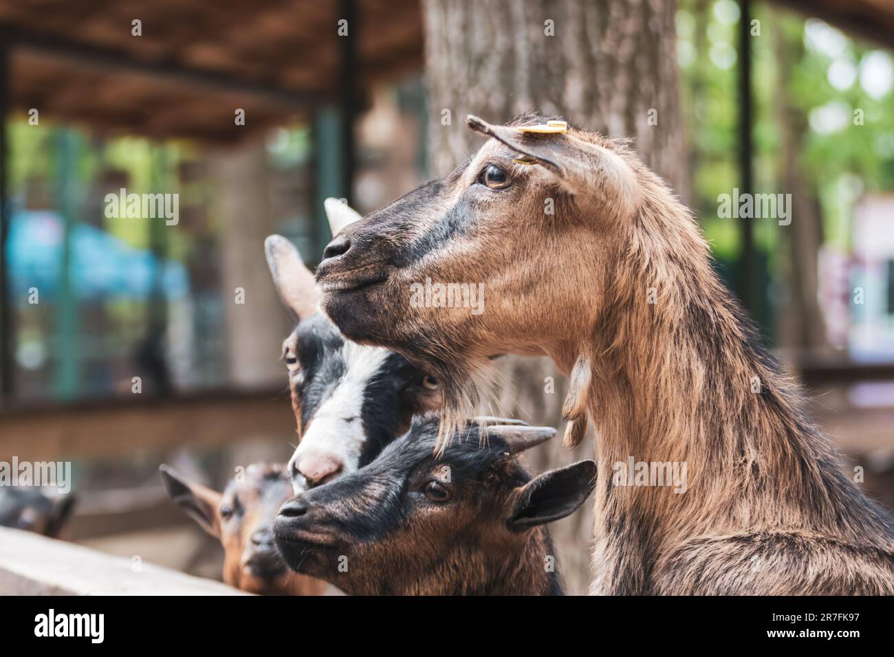 Brown goats waiting for food near wooden fence in farm yard. Domestic ...