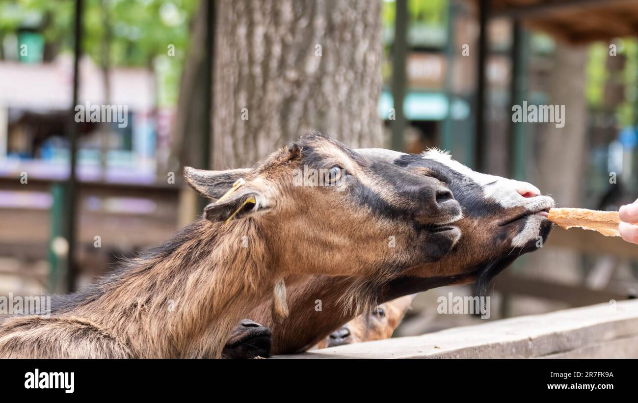 Brown goats feeding with bread from hand near wooden fence in farm yard ...