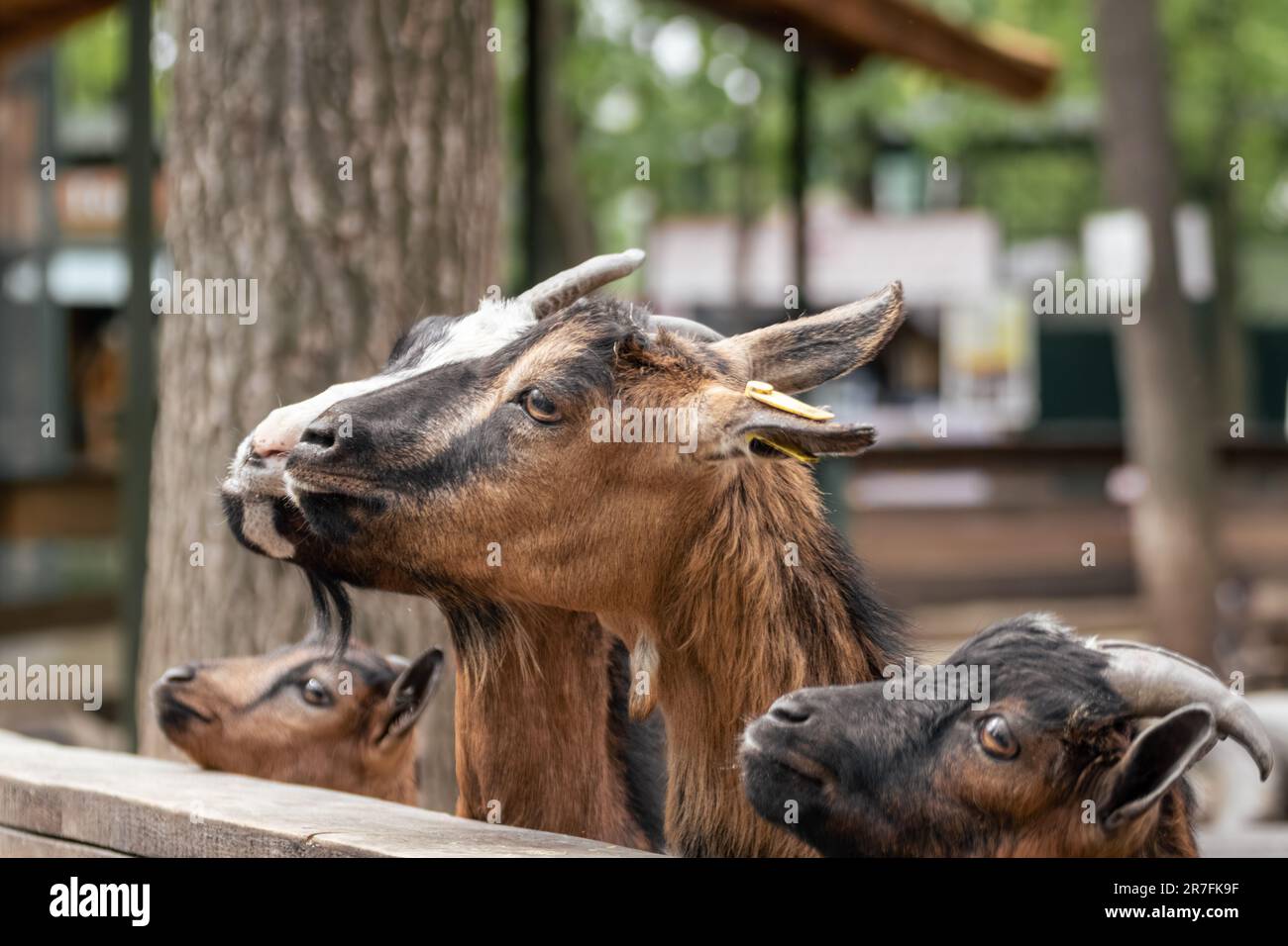 Colorful brown goats group waiting for food near wooden fence in farm ...