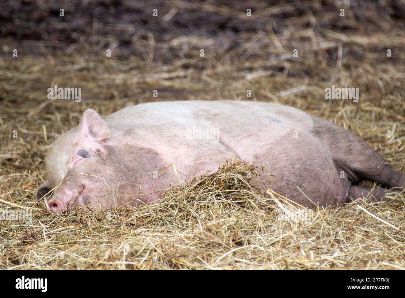 Pink big pig peacefully sleeping in straw on animal farm yard Stock ...