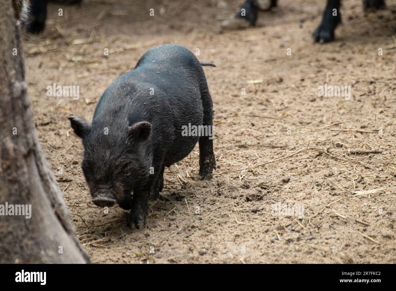 Little cute black baby pig playing in farm dirt. Adorable piglet close ...
