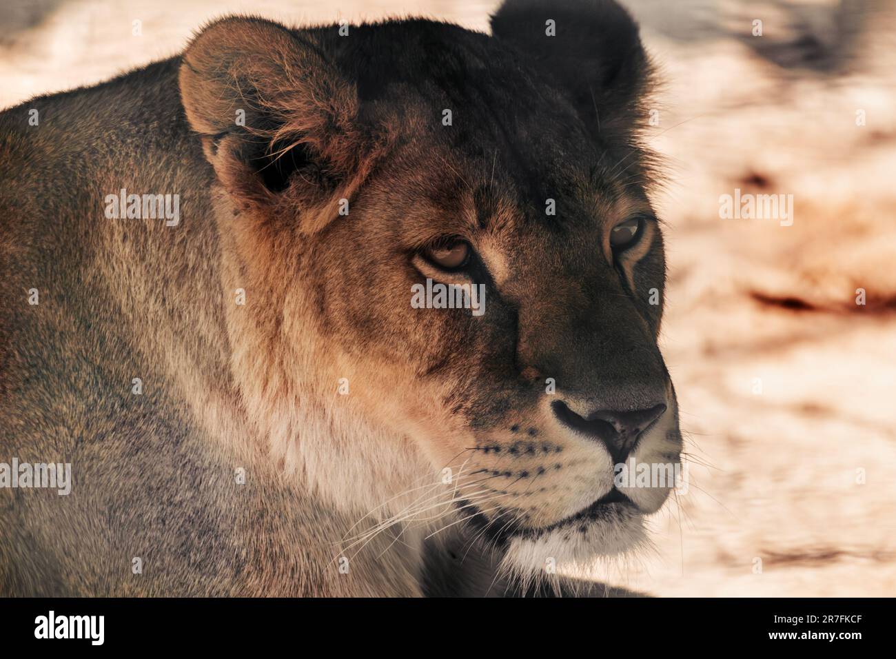 Lion female calm looking gaze, lionesses portrait, close-up with sandy ...