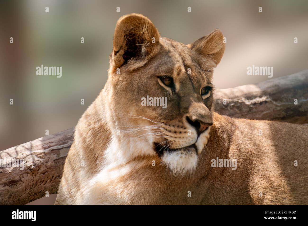 Lion female calm looking, lionesses portrait near tree, close-up on ...