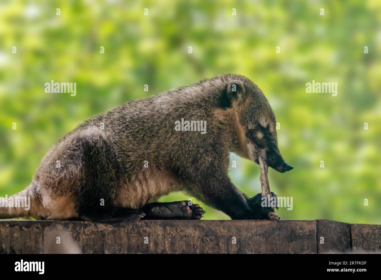 South American coati, ring-tailed coati portrait, cute raccoon family ...