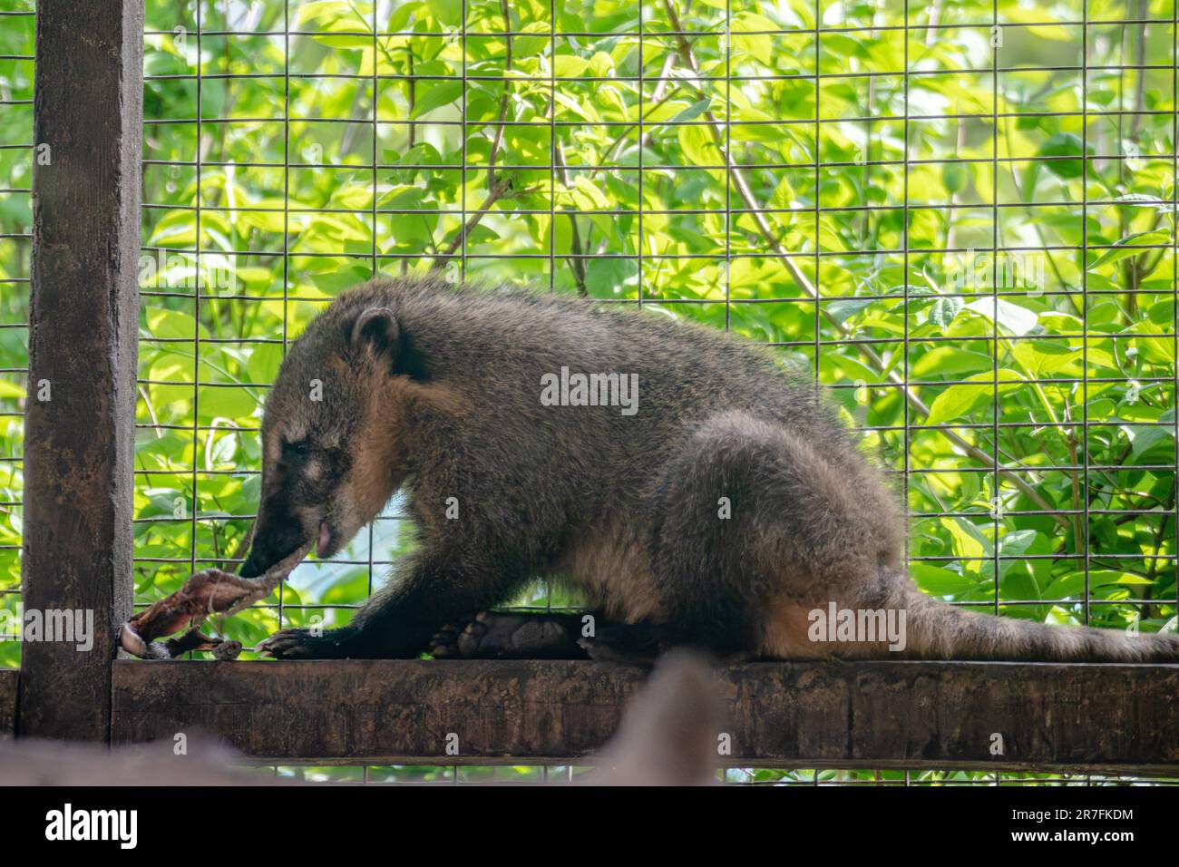 South American coati, ring-tailed coati, cute raccoon family animal ...