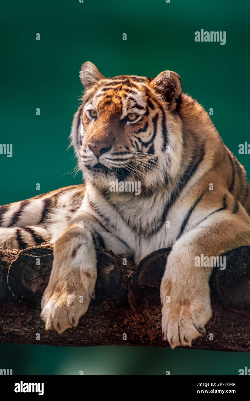 Siberian or Amur tiger with black stripes lying down on wooden deck ...
