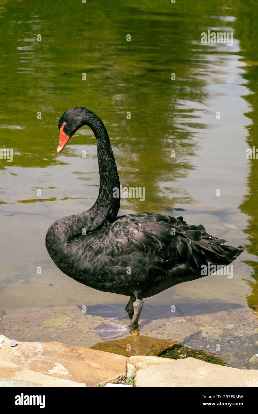 Black swan, large waterbird with a long neck and red beak standing in ...