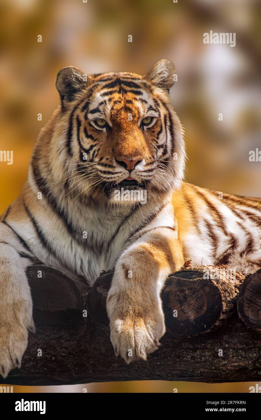 Siberian or Amur tiger with black stripes laying on wooden deck. Close ...