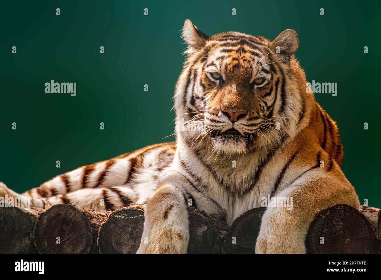 Siberian or Amur tiger with black stripes lying down on wooden deck ...