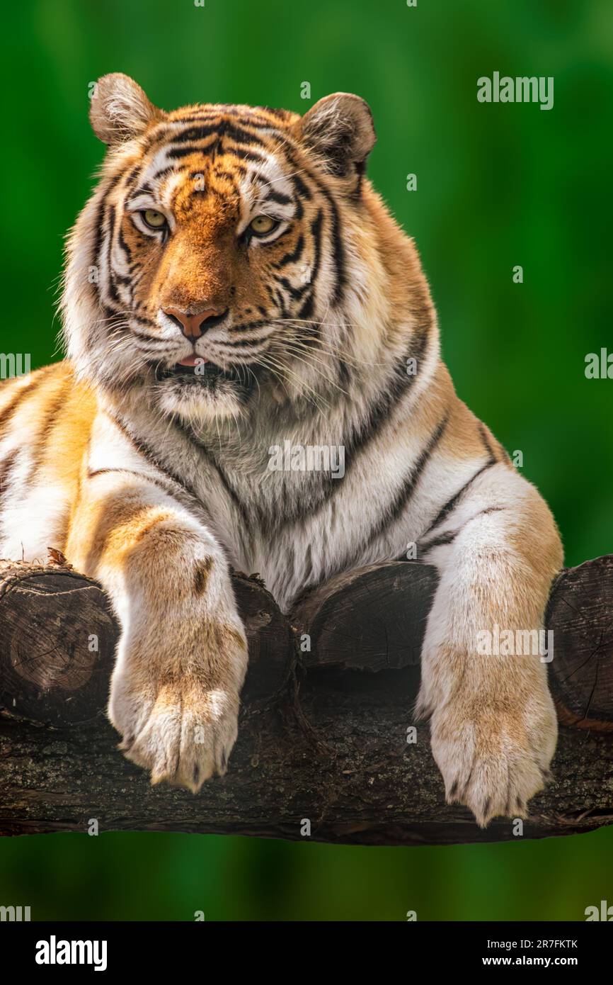 Cute Siberian or Amur tiger with black stripes lying down on wooden ...