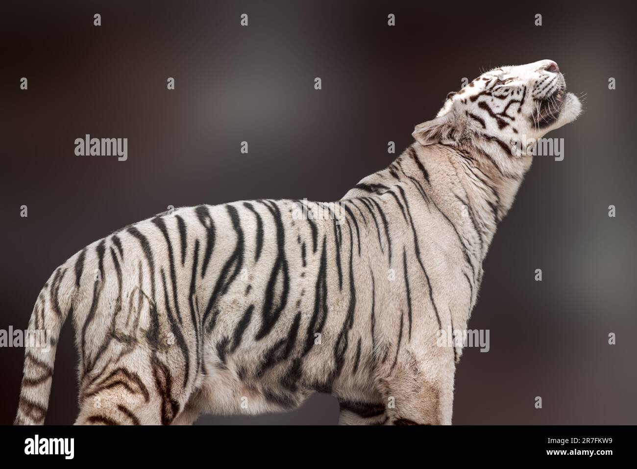 White Tiger In The Wild