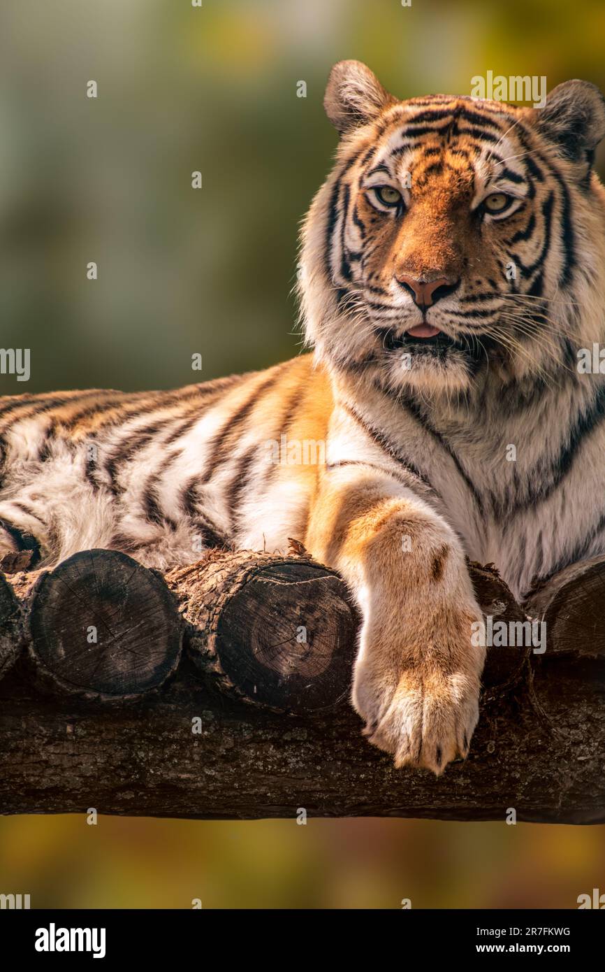 Cute tiger laying on tree hi-res stock photography and images - Alamy