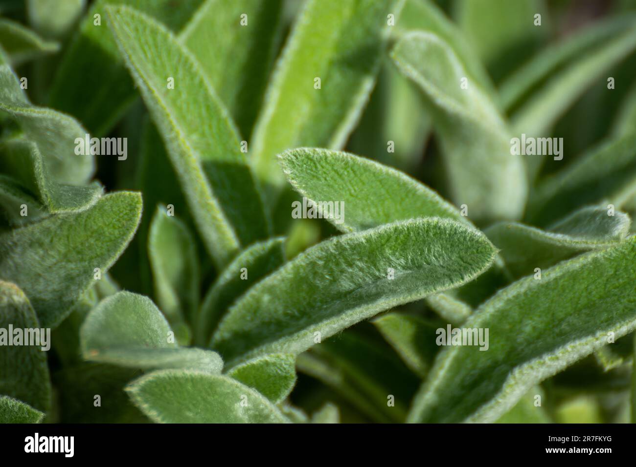 Fluffy green grass close-up. Natural fresh lawn with blurry background ...