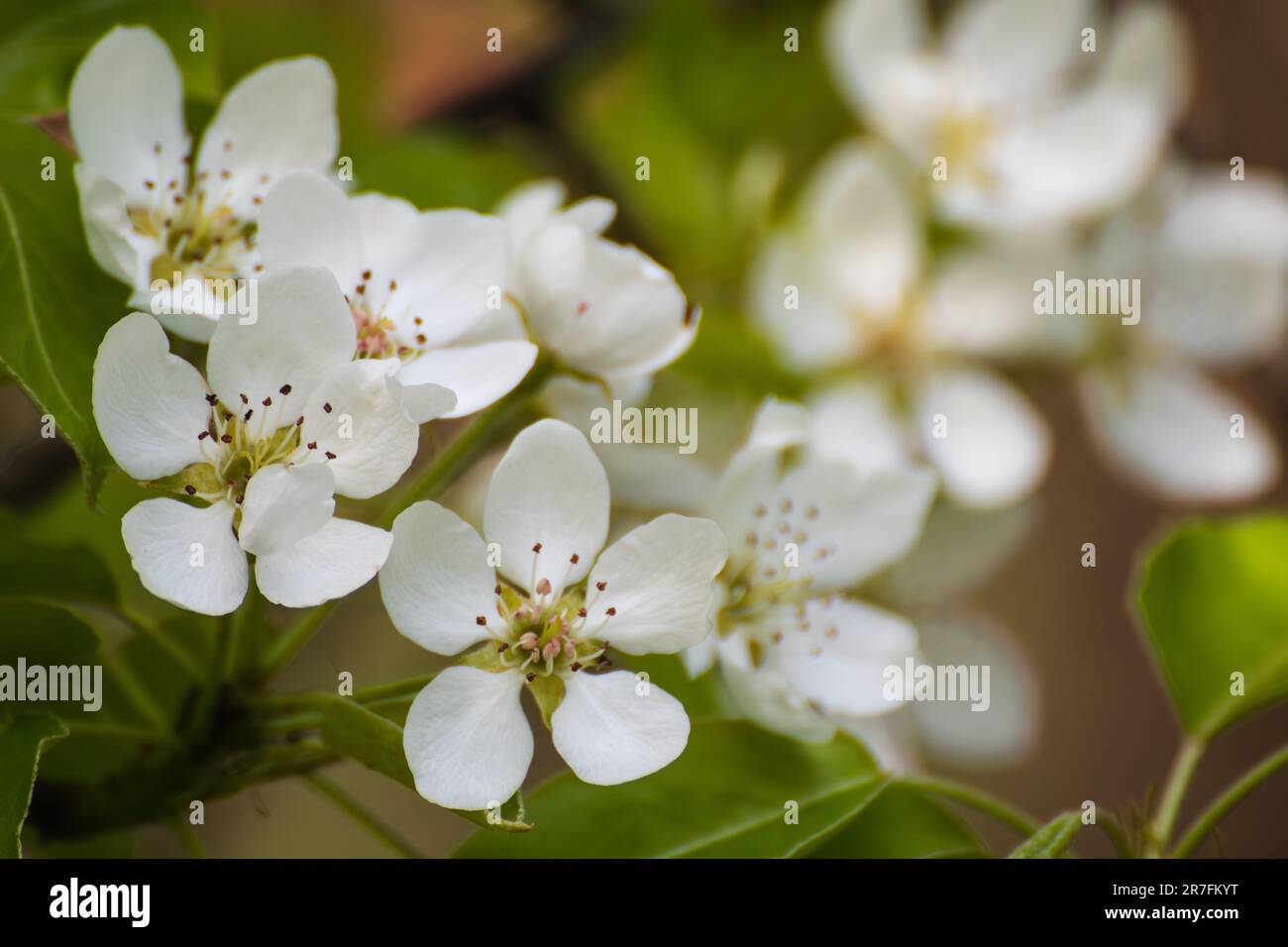 Pear tree spring delicate white flowers bloom on branches in garden ...