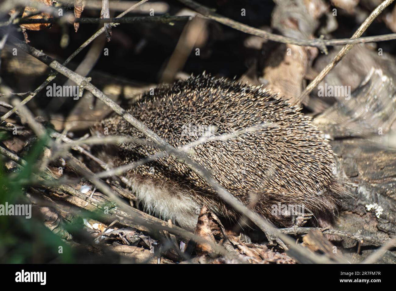 Hedgehog cute animal hiding in dry branches close-up in woods Stock ...