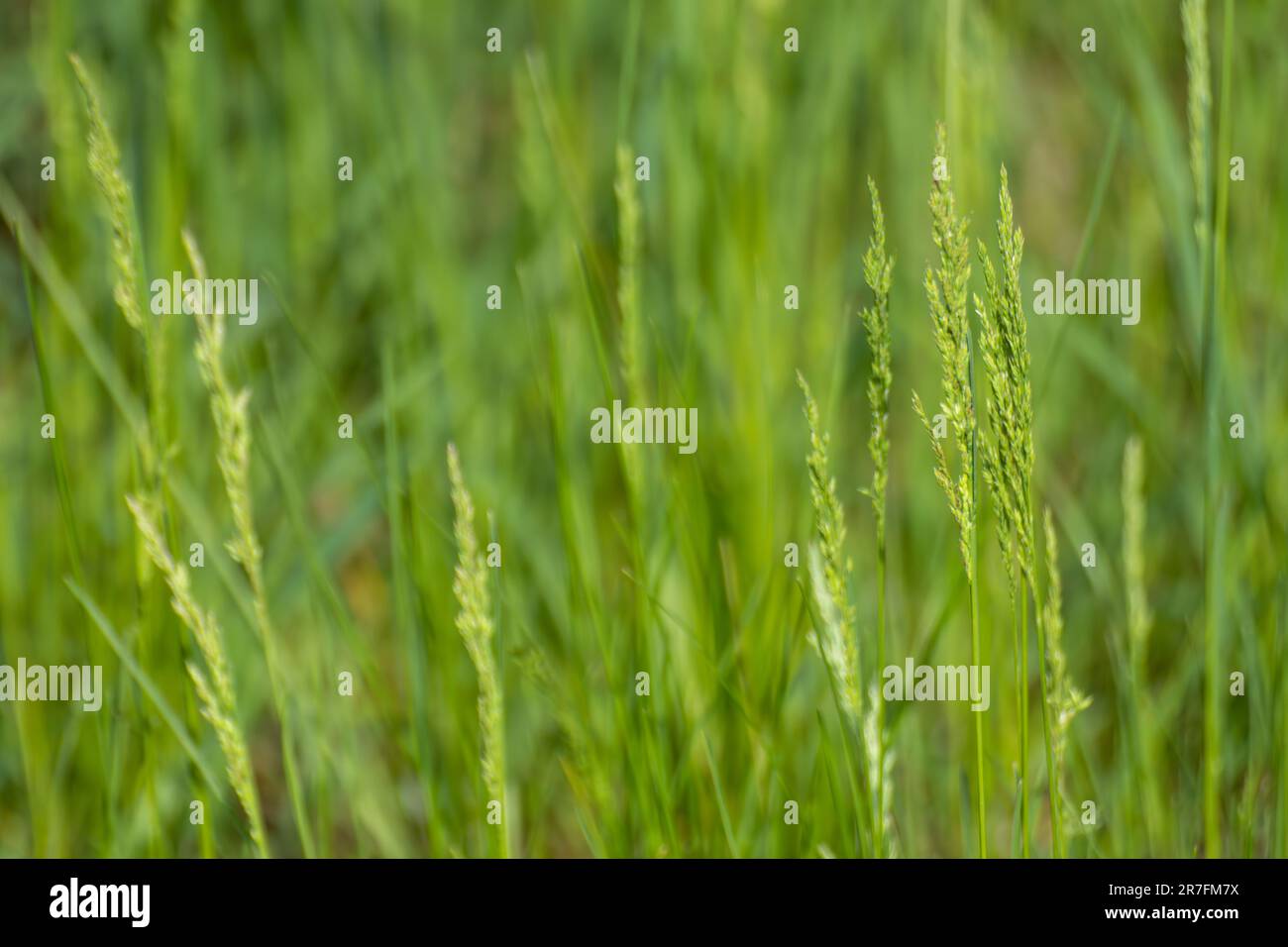 Green grass close-up with blurred background. Natural fresh weed ...