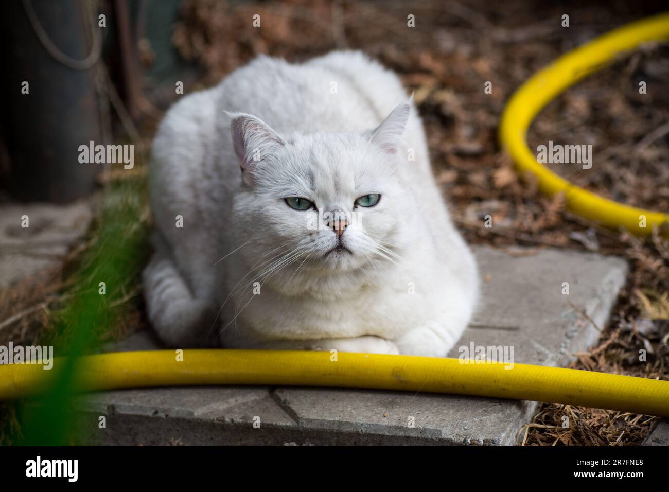 Adult cat breed Scottish chinchilla of light gray color, walks outdoors ...