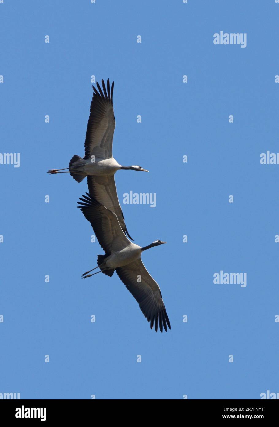 Common Crane (Grus grus) pair in flight Eccles-on-Sea, Norfolk, UK ...