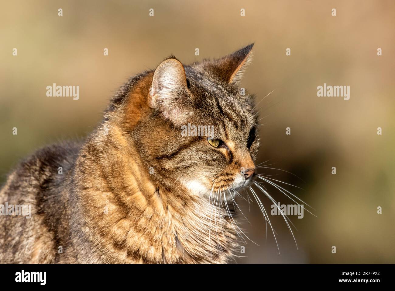 Tabby cats fur pattern hi-res stock photography and images - Alamy
