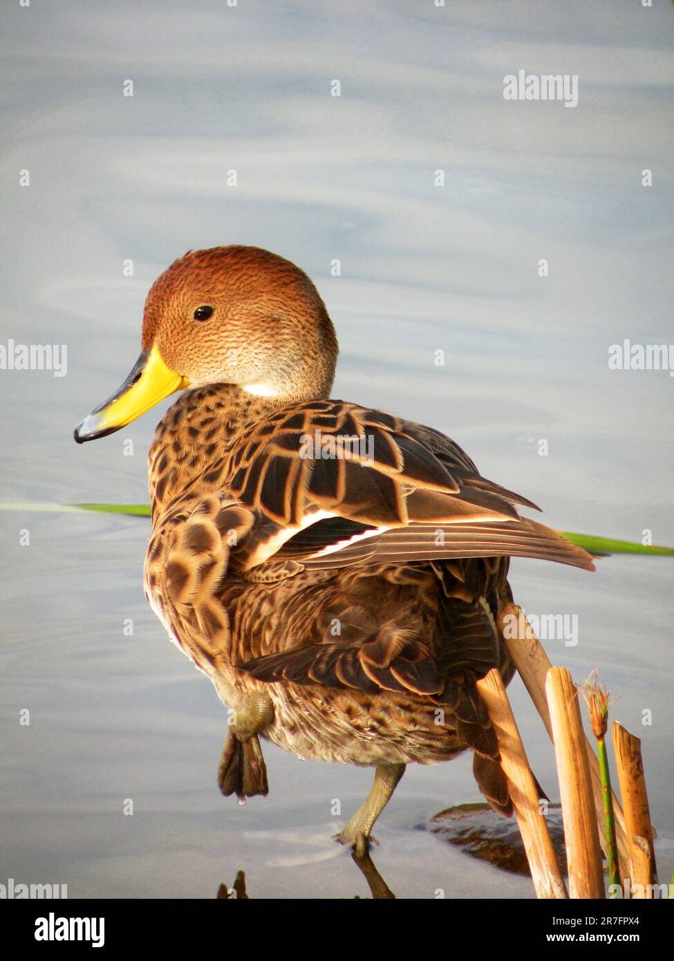 Beautiful duck in the lagoon Stock Photo - Alamy