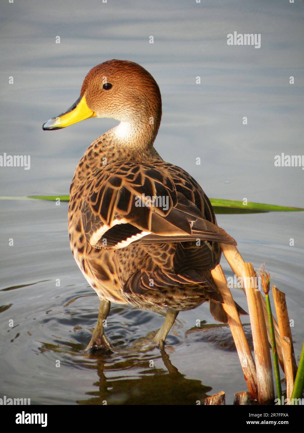 Beautiful duck in the lagoon Stock Photo - Alamy
