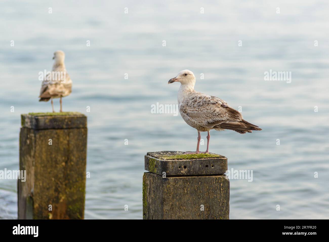 Seagull on a post in the sea, young seagull Stock Photo - Alamy