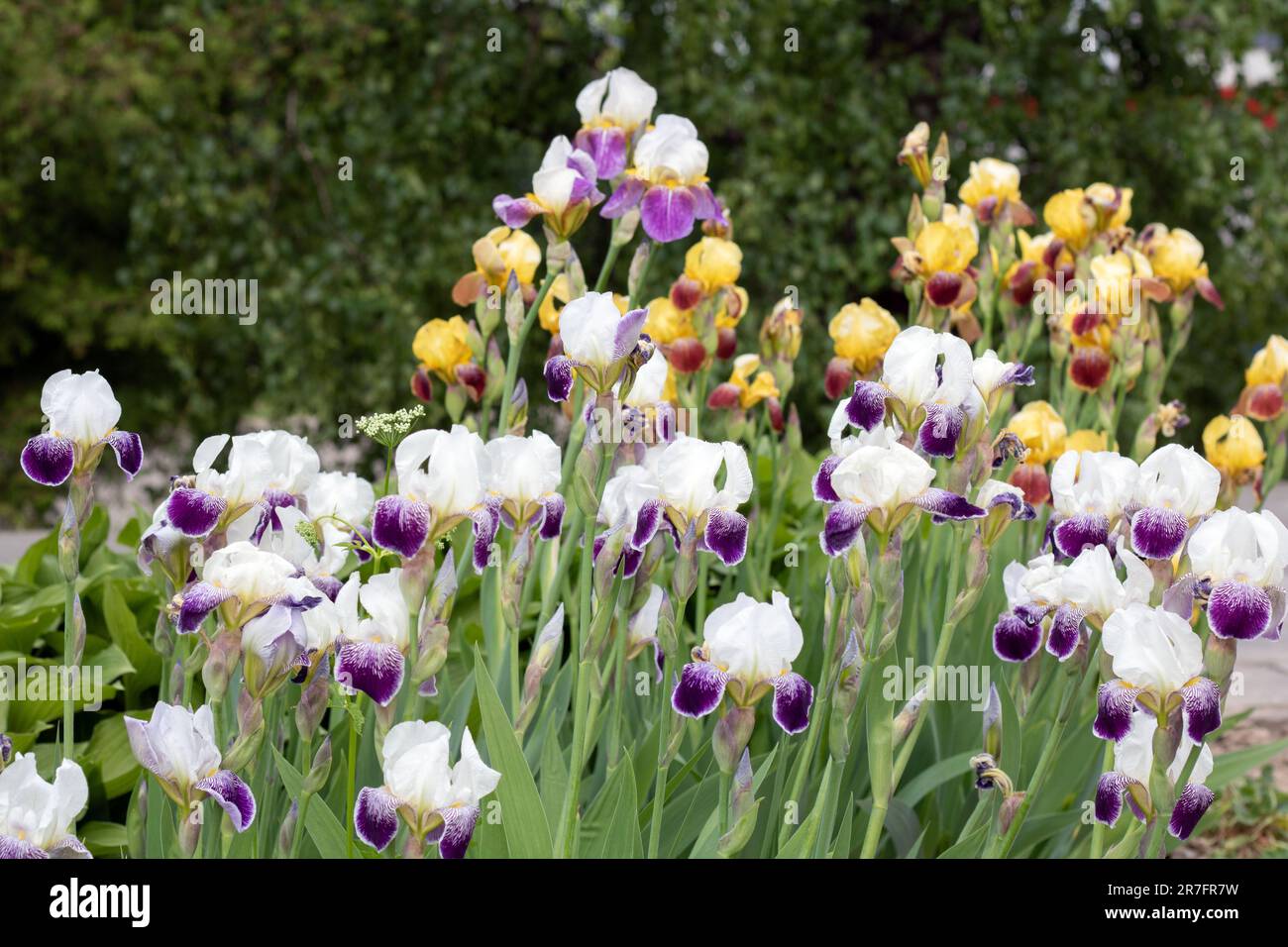 photo Iris flowers are growing, blooming outside in different colors ...
