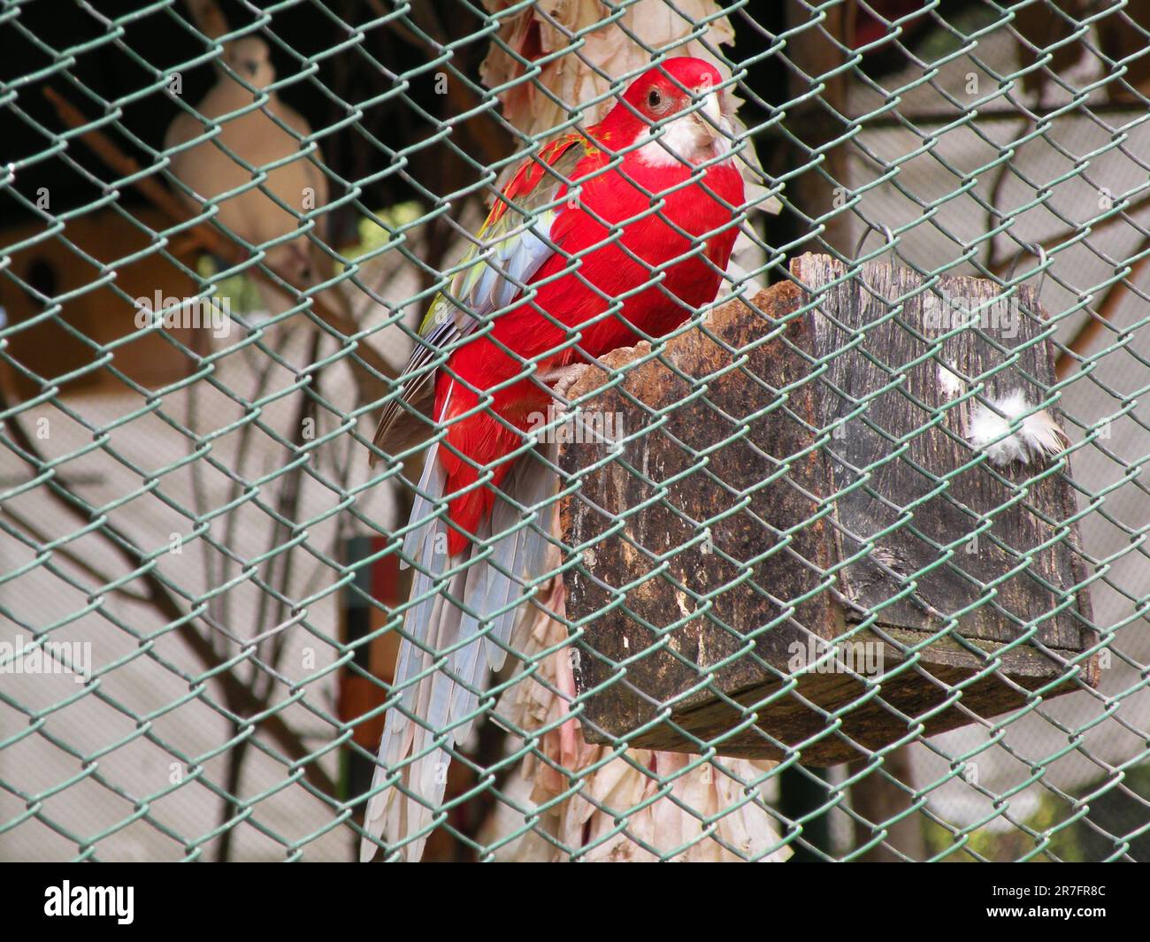 Aviary background hi-res stock photography and images - Alamy