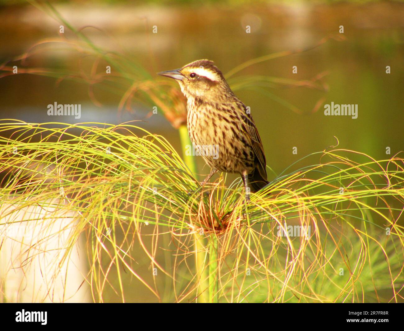 Female trile bird Stock Photo - Alamy