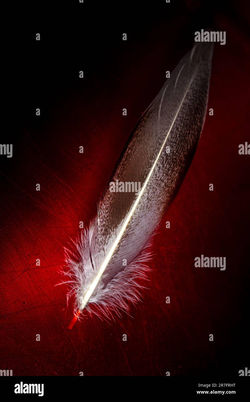 white feather resting on blood background Stock Photo - Alamy