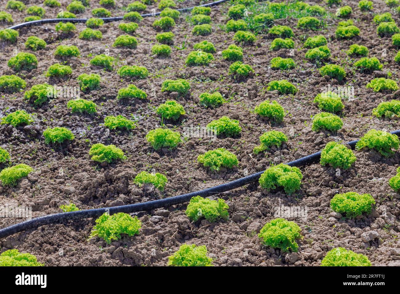 Home gardening allows for customization of lettuce varieties, enabling ...