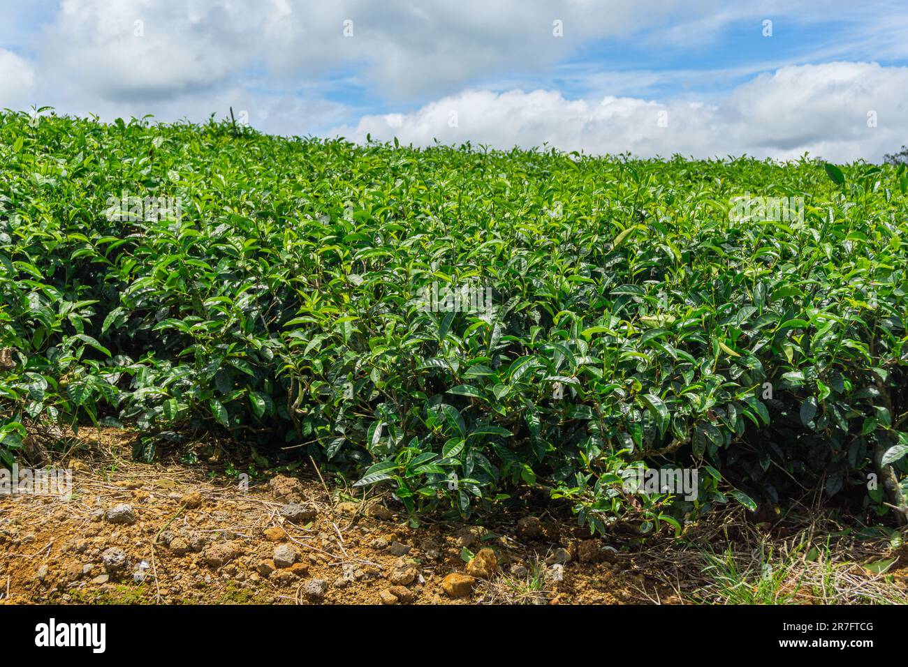 Tea plantation on the central plateau on the island of Mauritius Stock ...