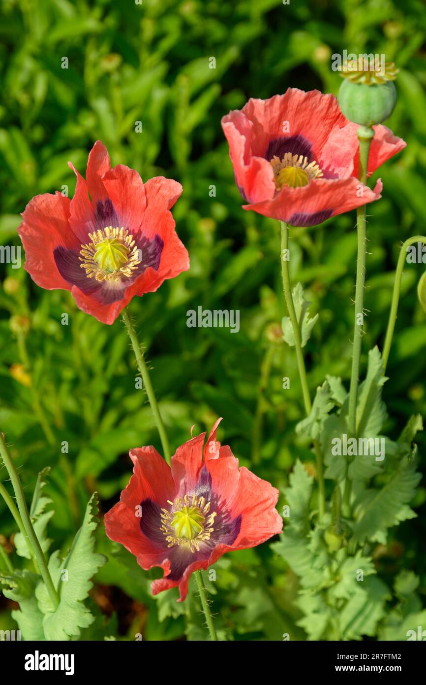 Poppy flower heads Stock Photo - Alamy