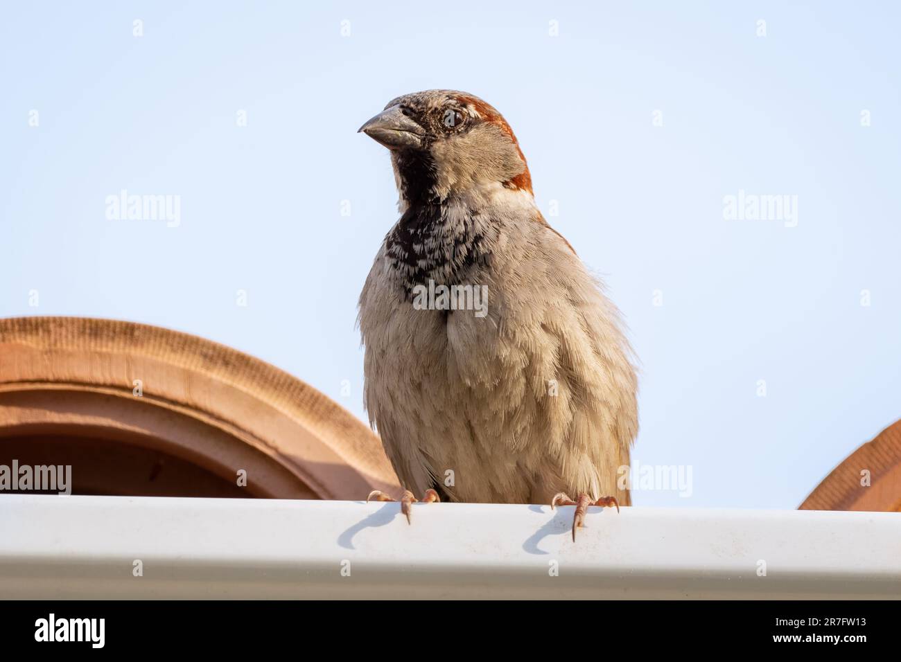 Sparrow breeding season hi-res stock photography and images - Alamy