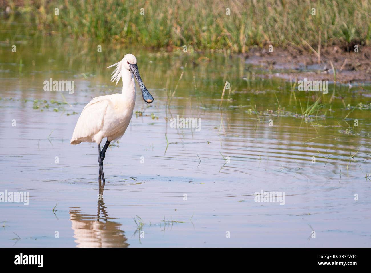 Spoonbill bird fishing in a swamp Stock Photo - Alamy