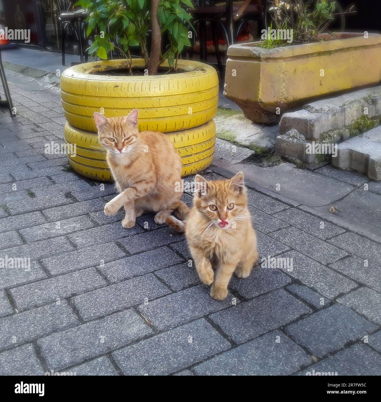 Two cats in front of the yellow flowerpot. Istanbul, Turkey Stock Photo ...