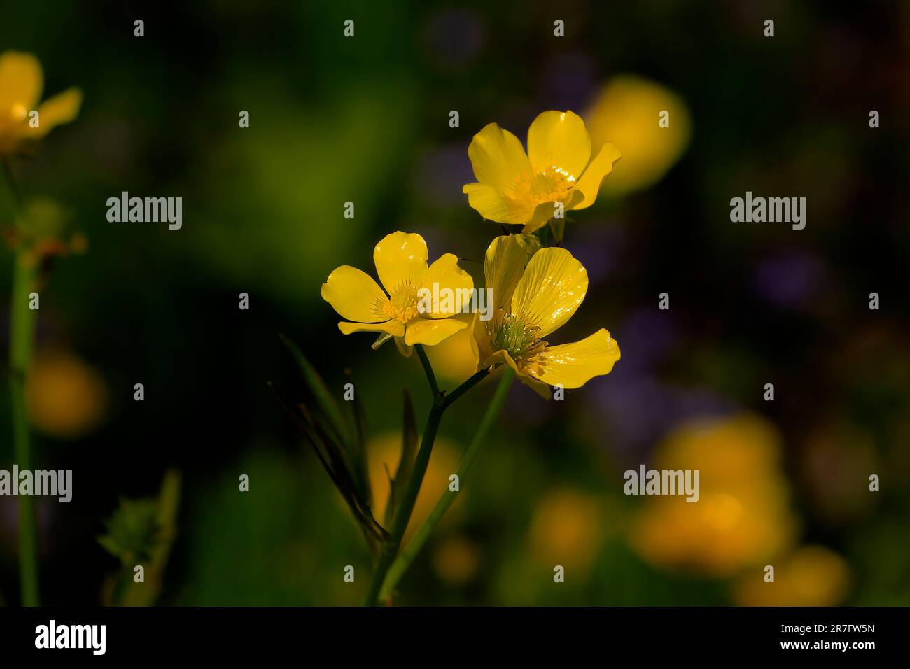 Ranunculus bulbosus, commonly known as bulbous buttercup or St. Anthony ...